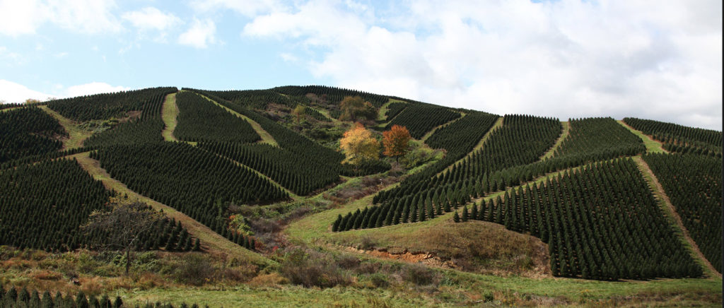 Severts Tree Farm
