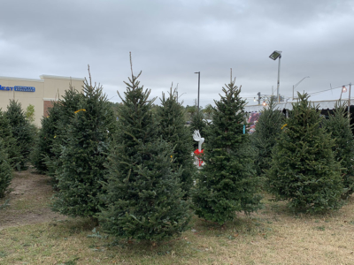 Find A Tree – Severts Tree Farm