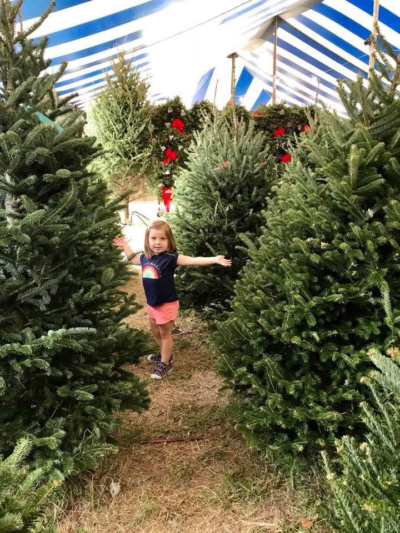 Find A Tree – Severts Tree Farm