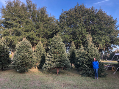 Find A Tree – Severts Tree Farm