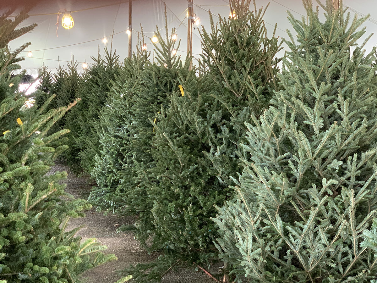 Find A Tree – Severts Tree Farm