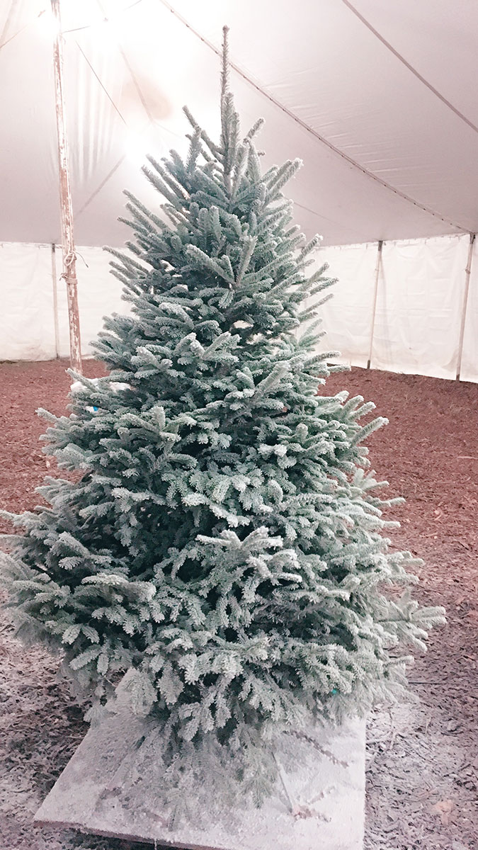 Find A Tree – Severts Tree Farm