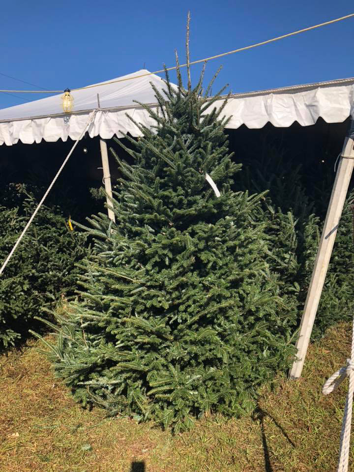 Find A Tree – Severts Tree Farm