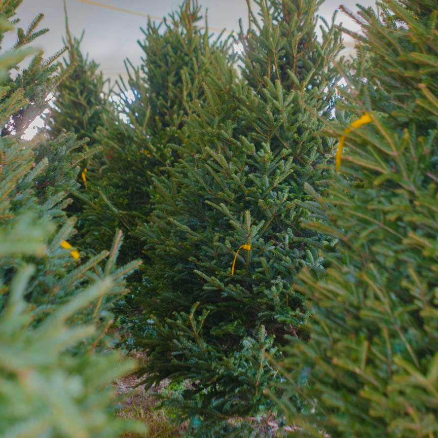 Find A Tree – Severts Tree Farm