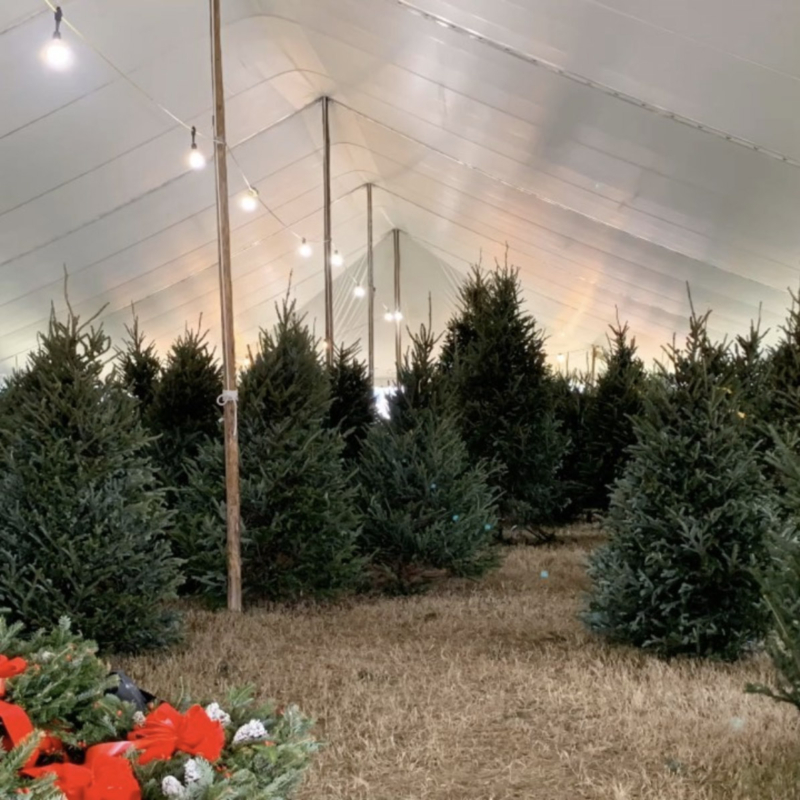 Severts Tree Farm – Family-Owned & Operated Tree Farm
