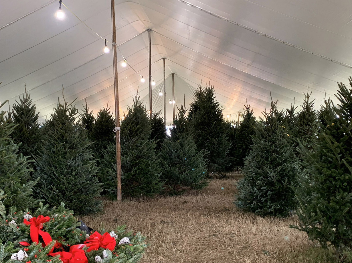 Selection – Severts Tree Farm